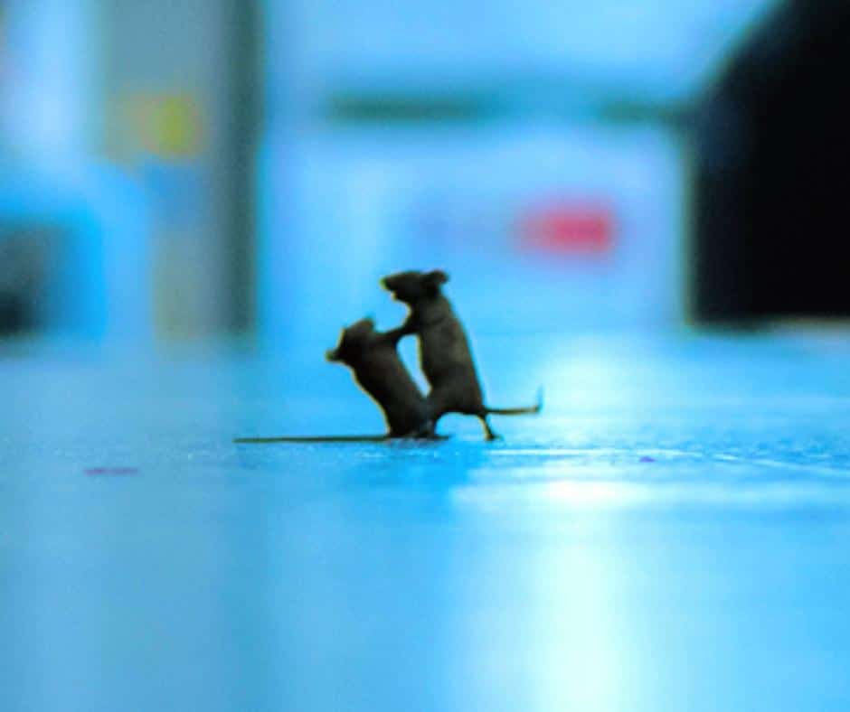 La historia detrás de la increíble foto de dos ratones peleando en una ...